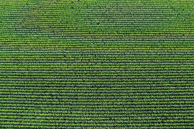 Corn Field Arial Shot – The Corn Maze Guy