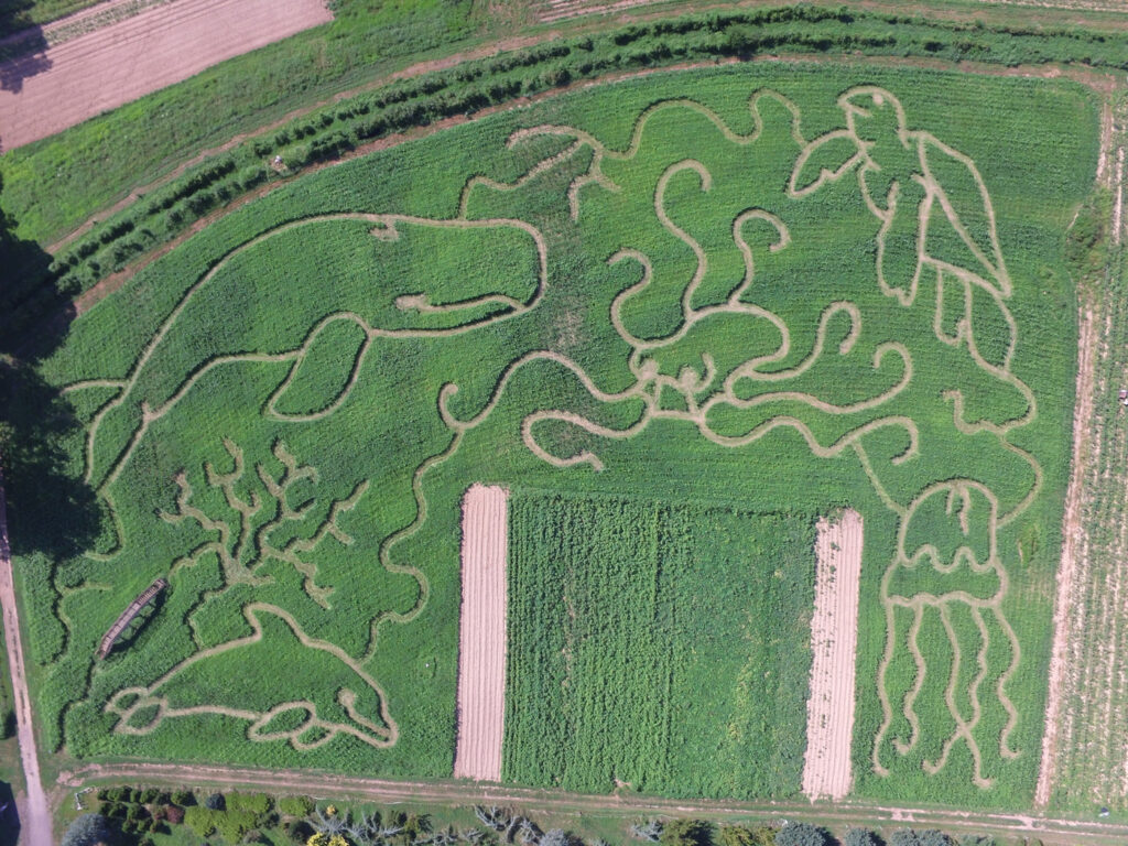 Gallery – The Corn Maze Guy